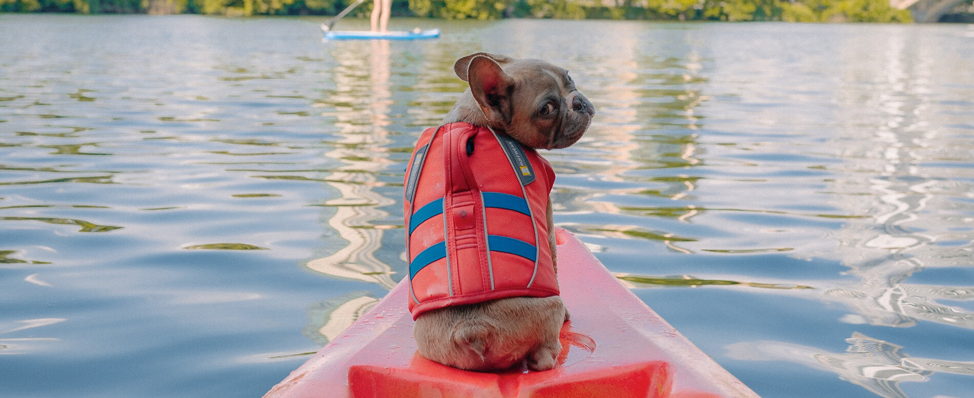 Top 9 Life Jackets for Small Dogs | GILI Sports
