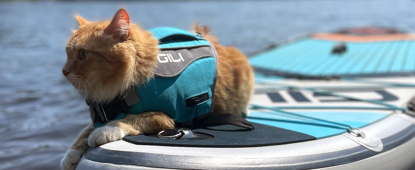 The 7 Best Cat Life Jackets For 2024 | GILI Sports